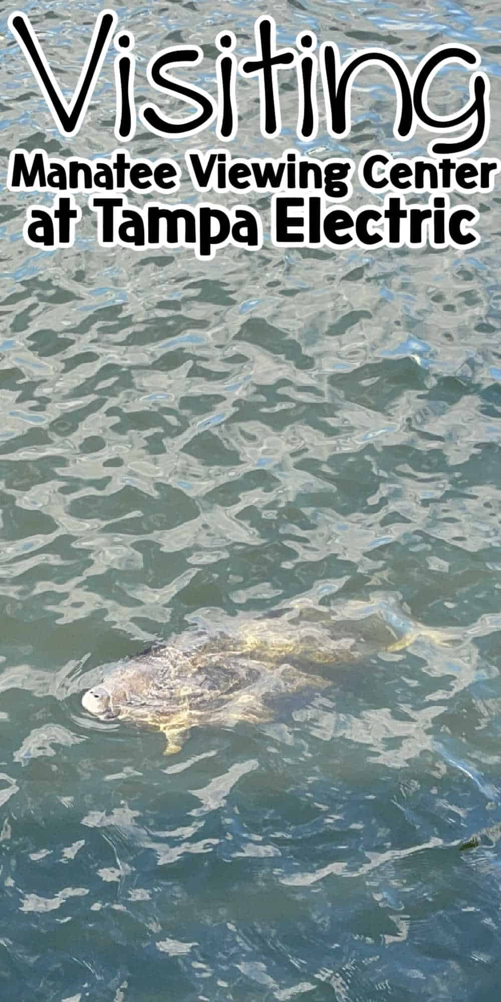 Visiting Manatee Viewing Center at Tampa Electric