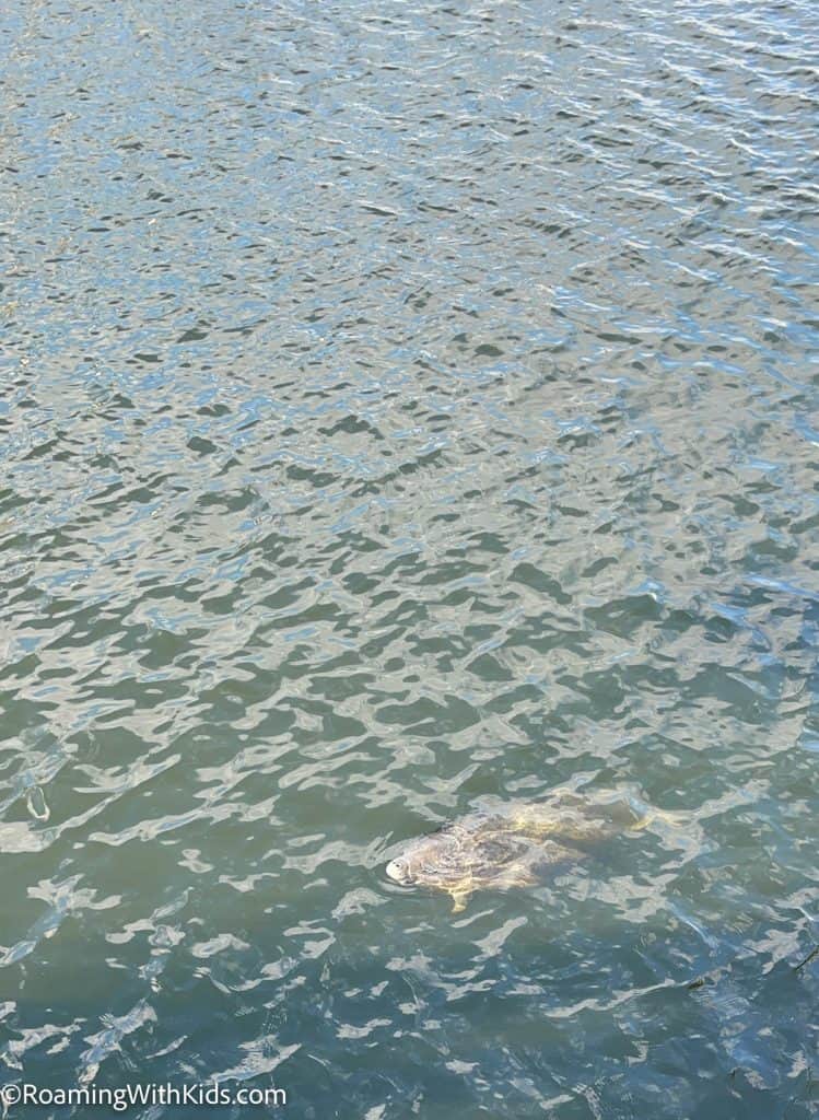 Visiting Manatee Viewing Center at Tampa Electric