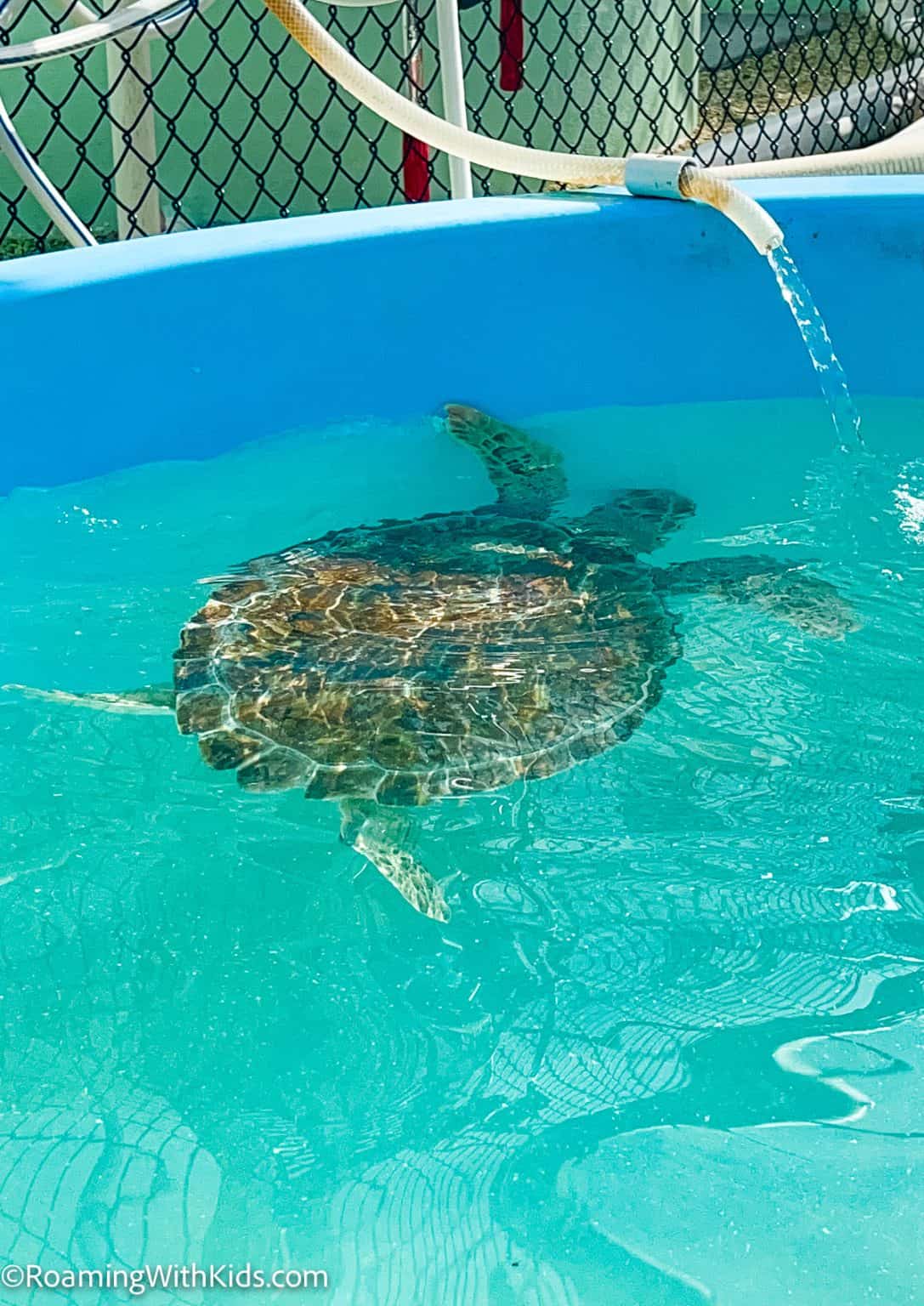 Visiting the Turtle Hospital In Marathon Florida - Roaming With Kids