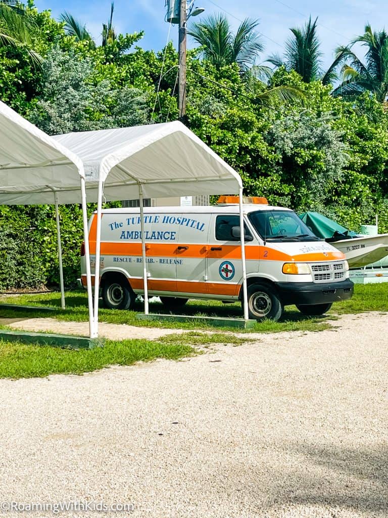 Visiting the Turtle Hospital In Marathon Florida - Roaming With Kids
