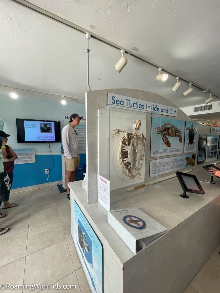 Visiting the Turtle Hospital In Marathon Florida - Roaming With Kids